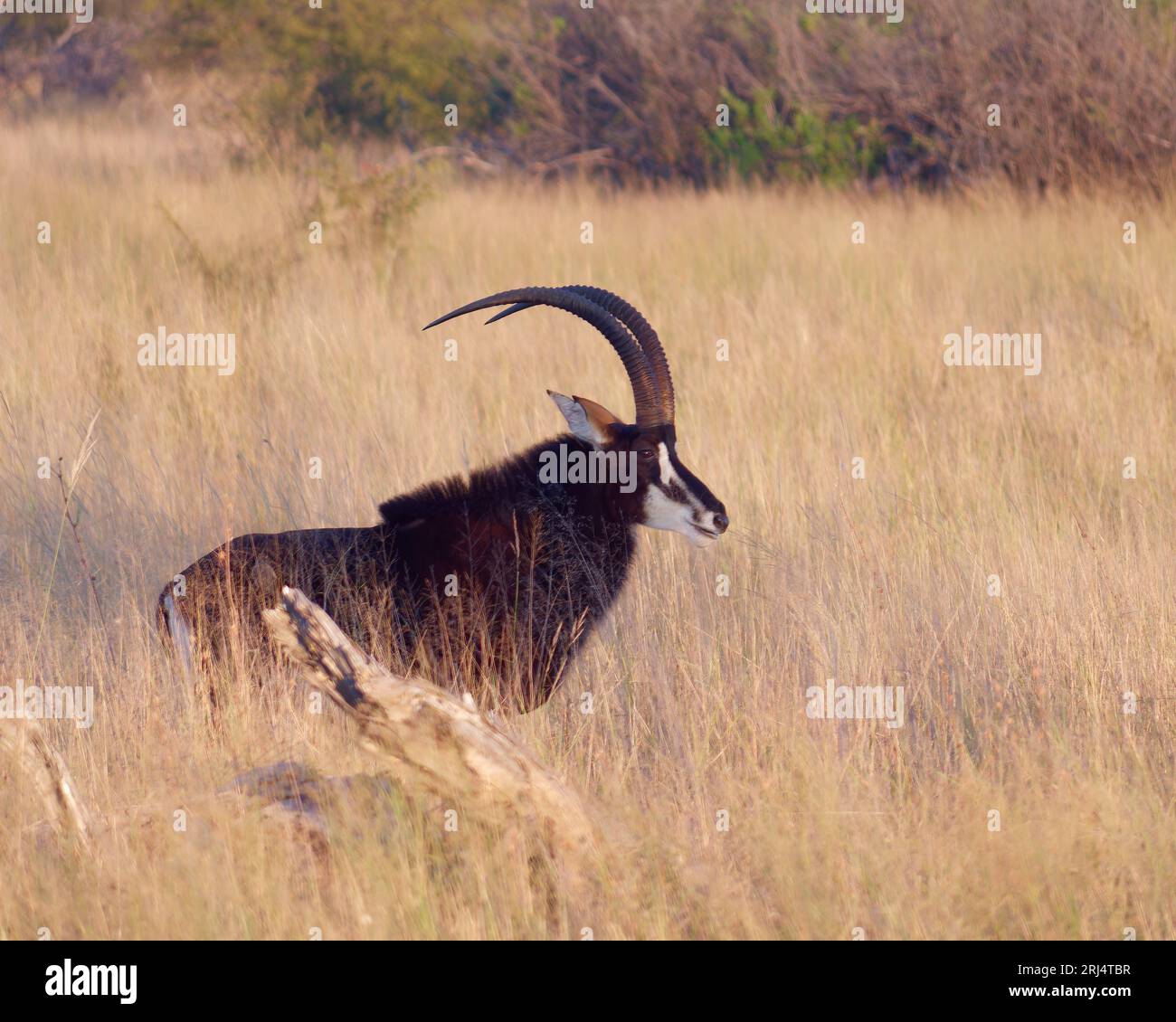 A Sable antelope in the wilderness in Hwange National Park, Zimbabwe ...