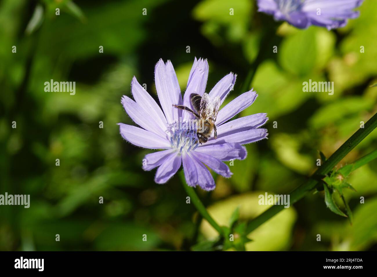 Western honey bee or European honey bee (Apis mellifera) on blue flower ...