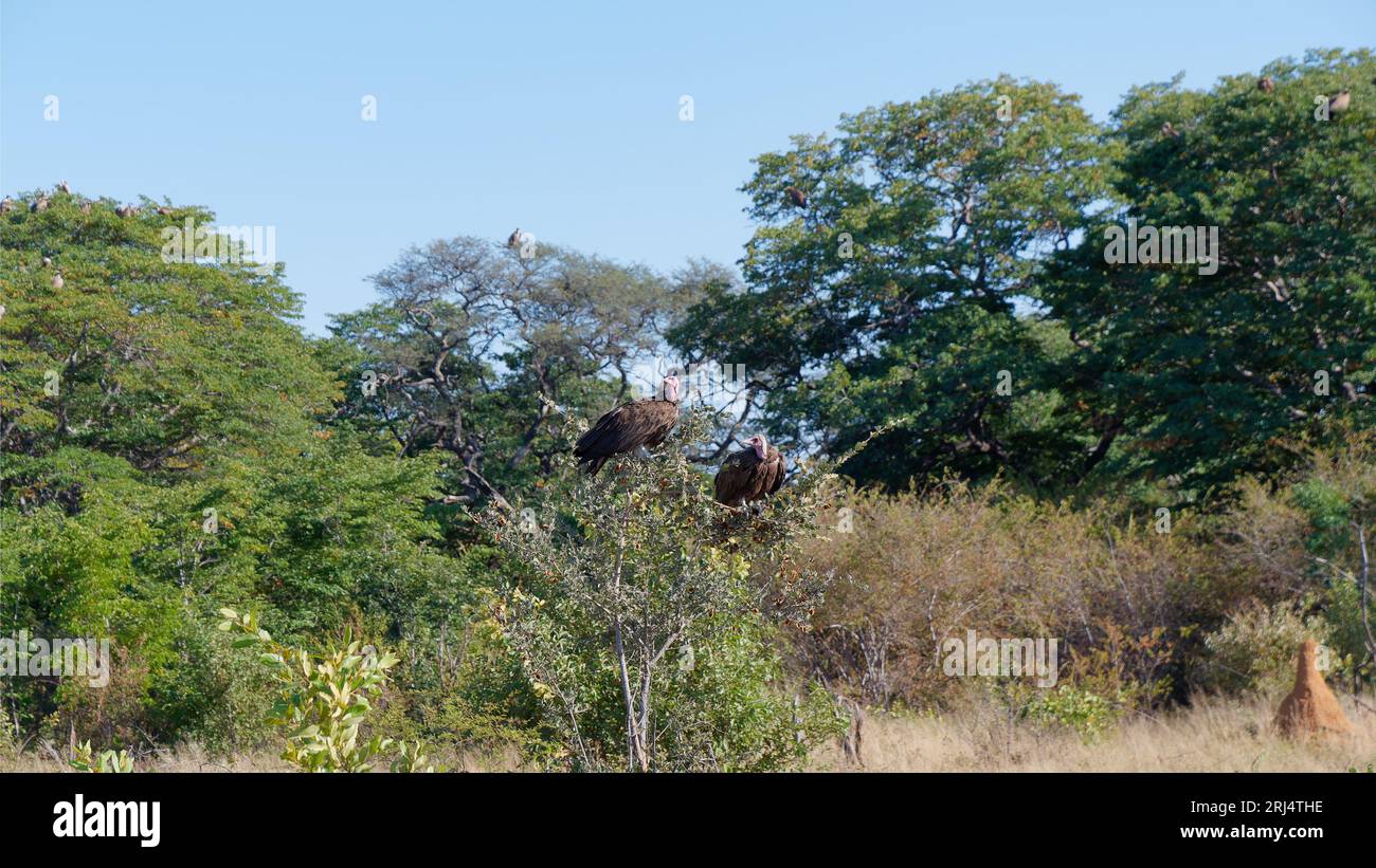 Two vultures perched in tree hi-res stock photography and images - Alamy