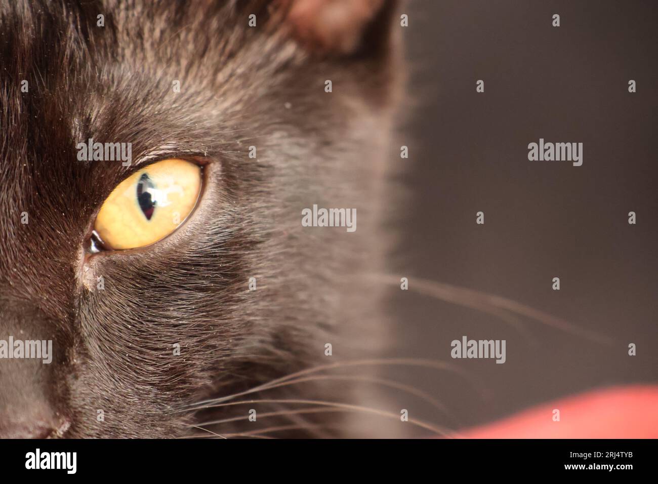 An enigmatic gaze, where obsidian pupils meet radiant yellow, revealing ...