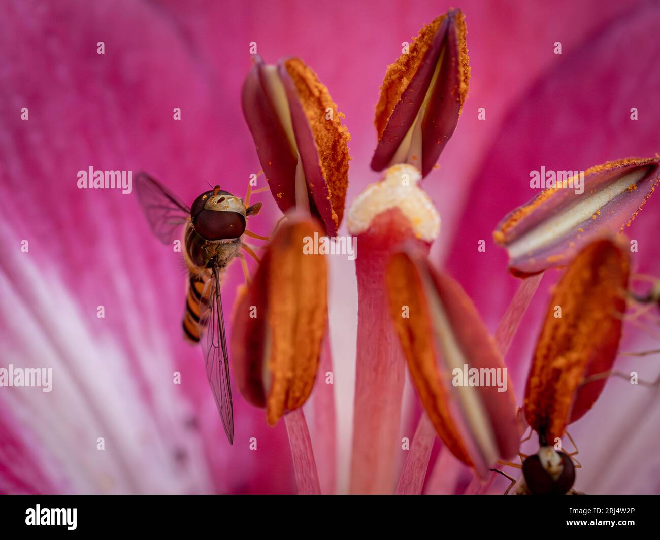 Fragile flora and fauna hi-res stock photography and images - Alamy