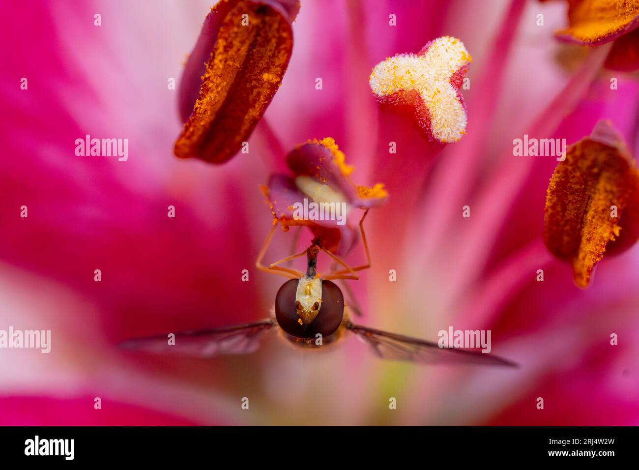 Fragile flora and fauna hi-res stock photography and images - Alamy