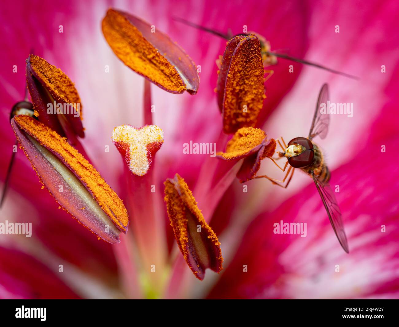 Fragile flora and fauna hi-res stock photography and images - Alamy