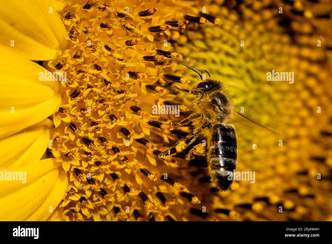 Beekeeper sun hi-res stock photography and images - Alamy