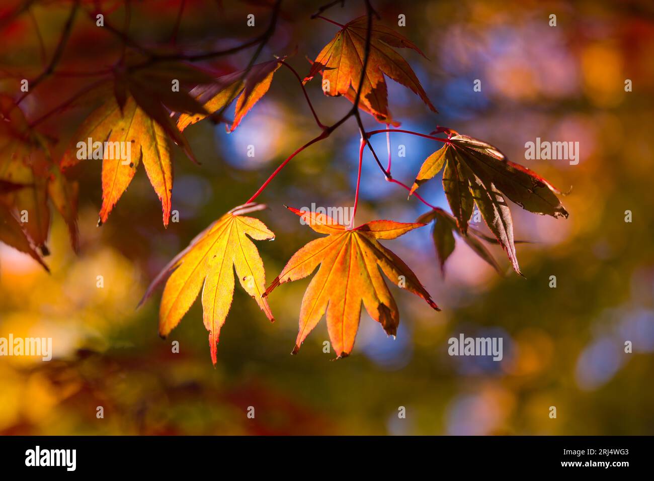 Closeup details of Acero or Japanese maple tree branches in autumnal ...