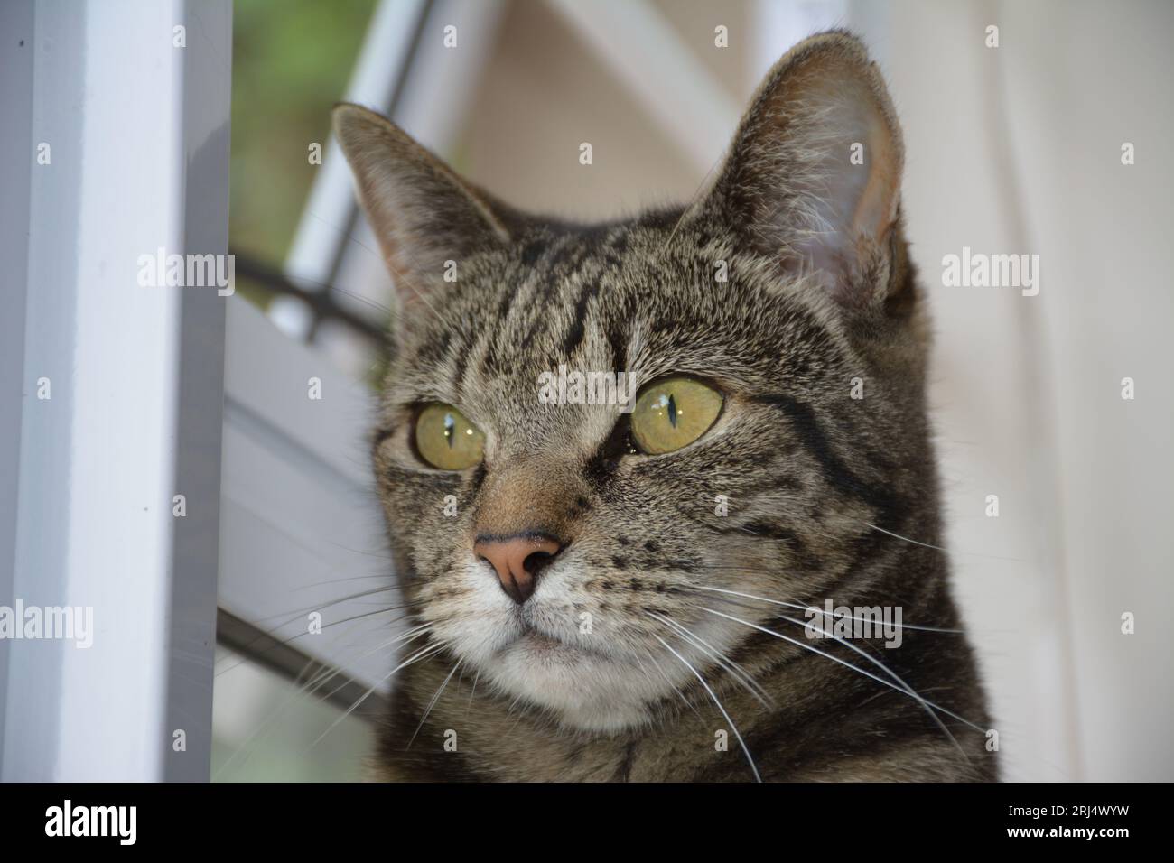 Ella The Cat Stock Photo - Alamy