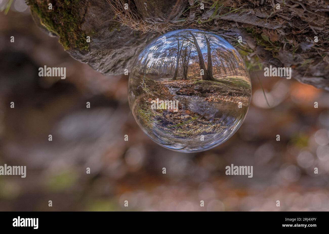 Seeing light through green hi-res stock photography and images - Alamy