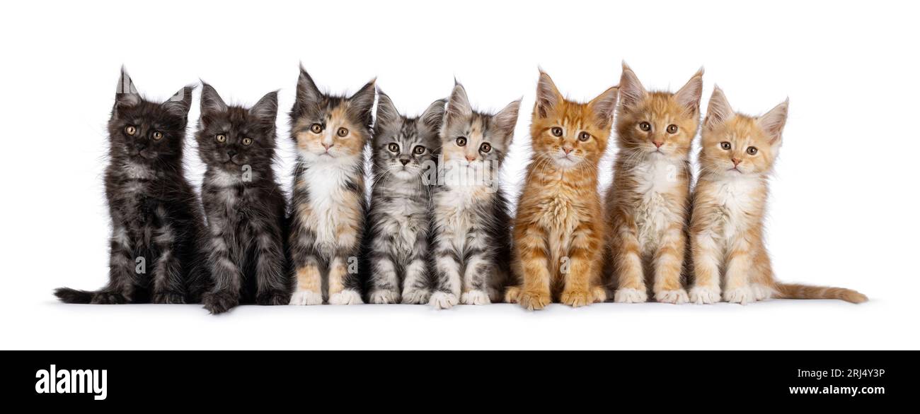 Cute Cats And Kittens