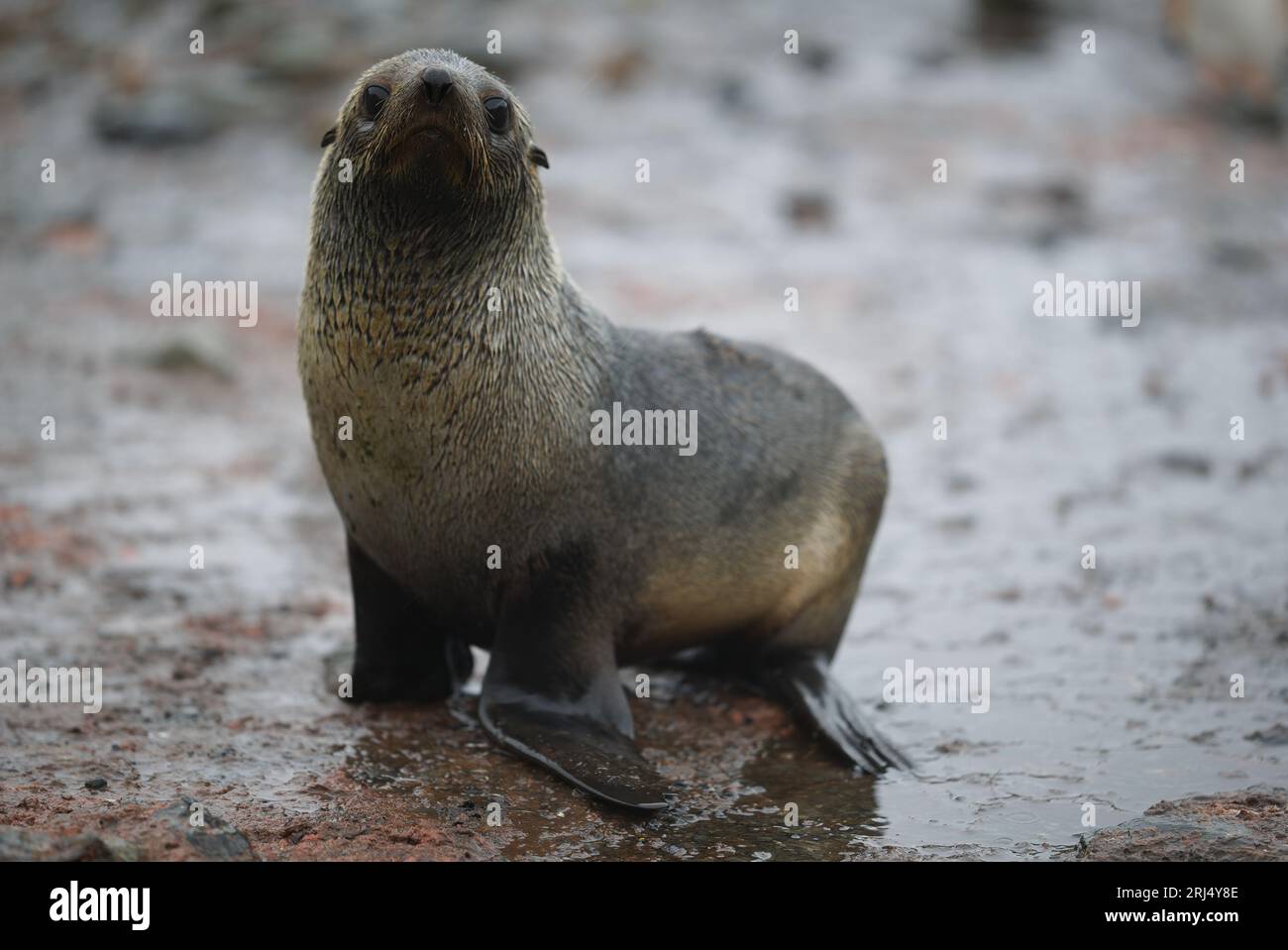 A juvenile fur seal on the beach Stock Photo - Alamy