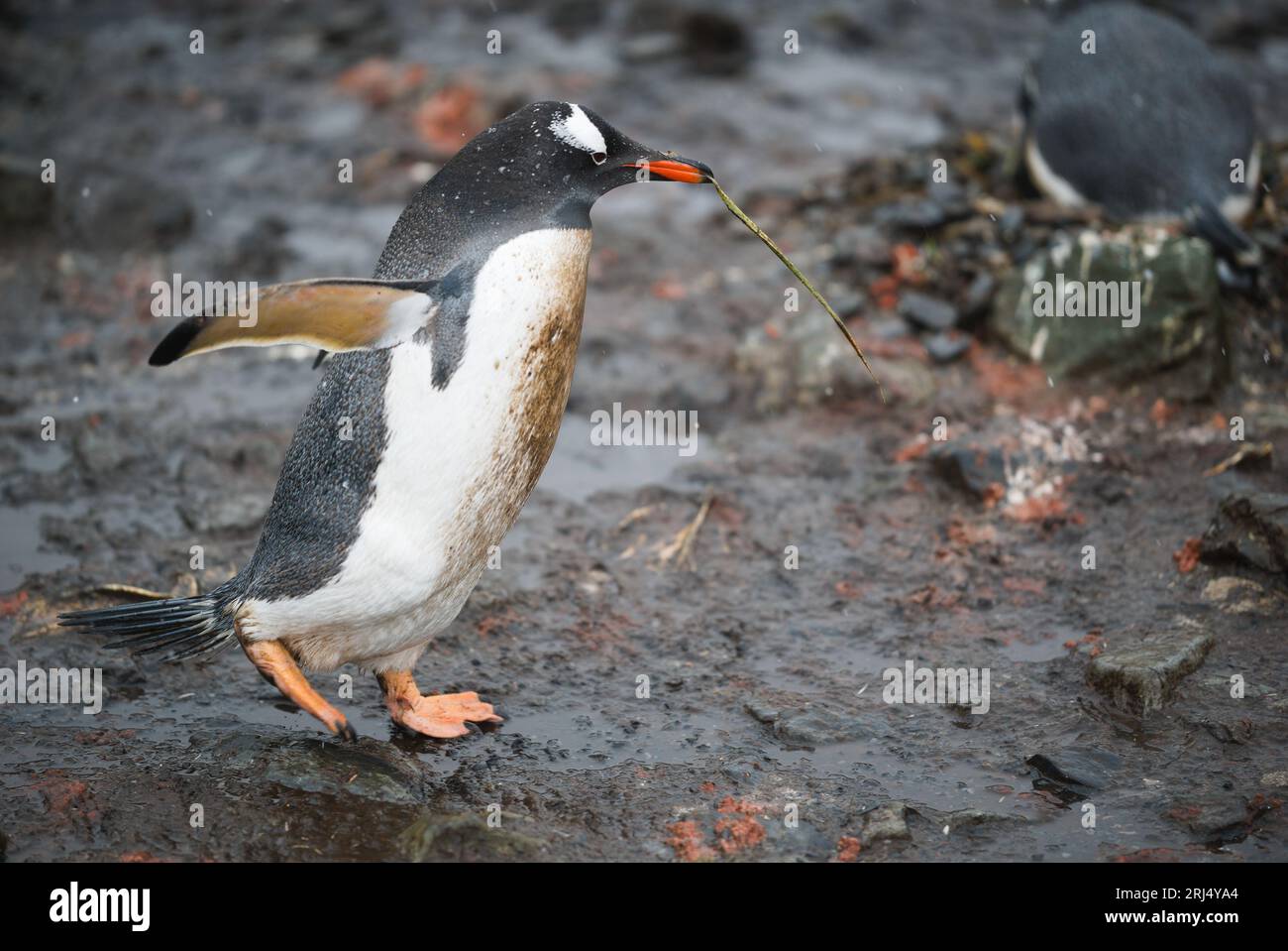 Antartic penguin chick cute hi-res stock photography and images - Alamy