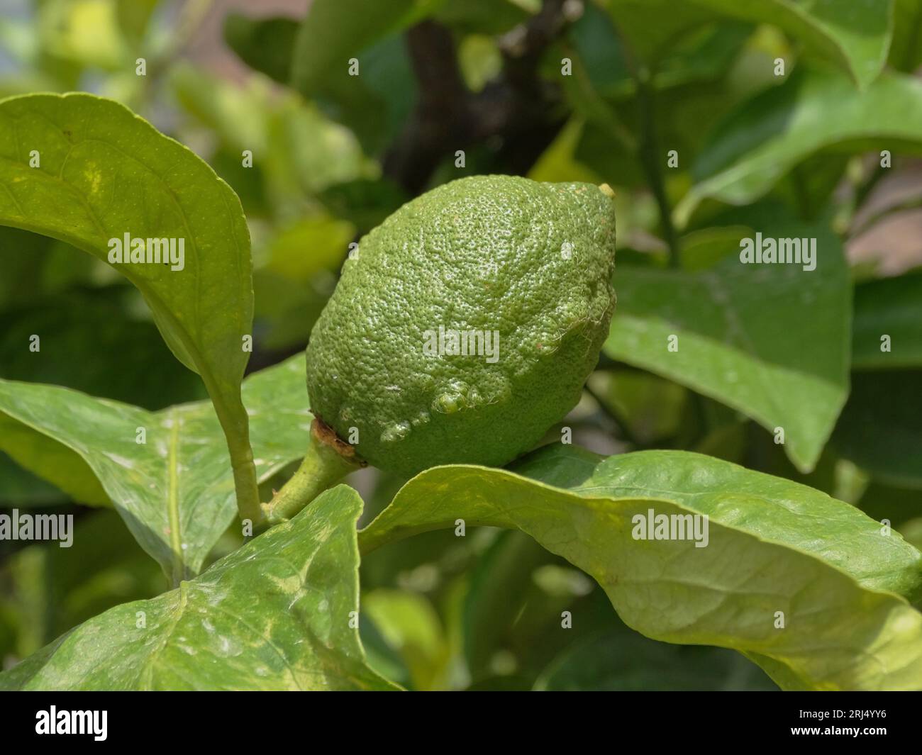 A citrus fruit on a tree branch, surrounded by lush green leaves, in a ...