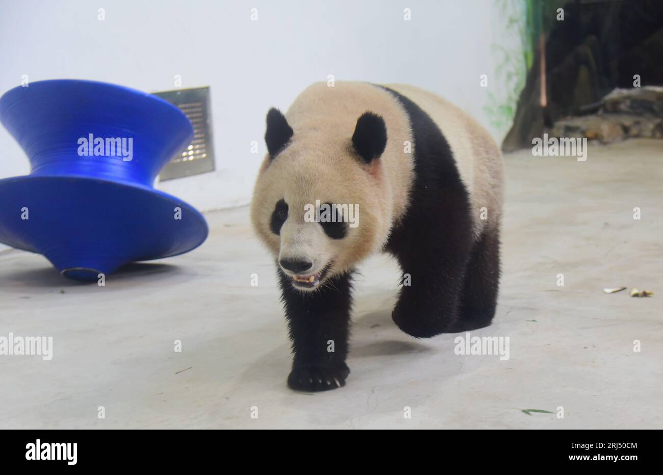 Two giant pandas, Chun Sheng and Xiang Guo, meet the public at Hangzhou ...