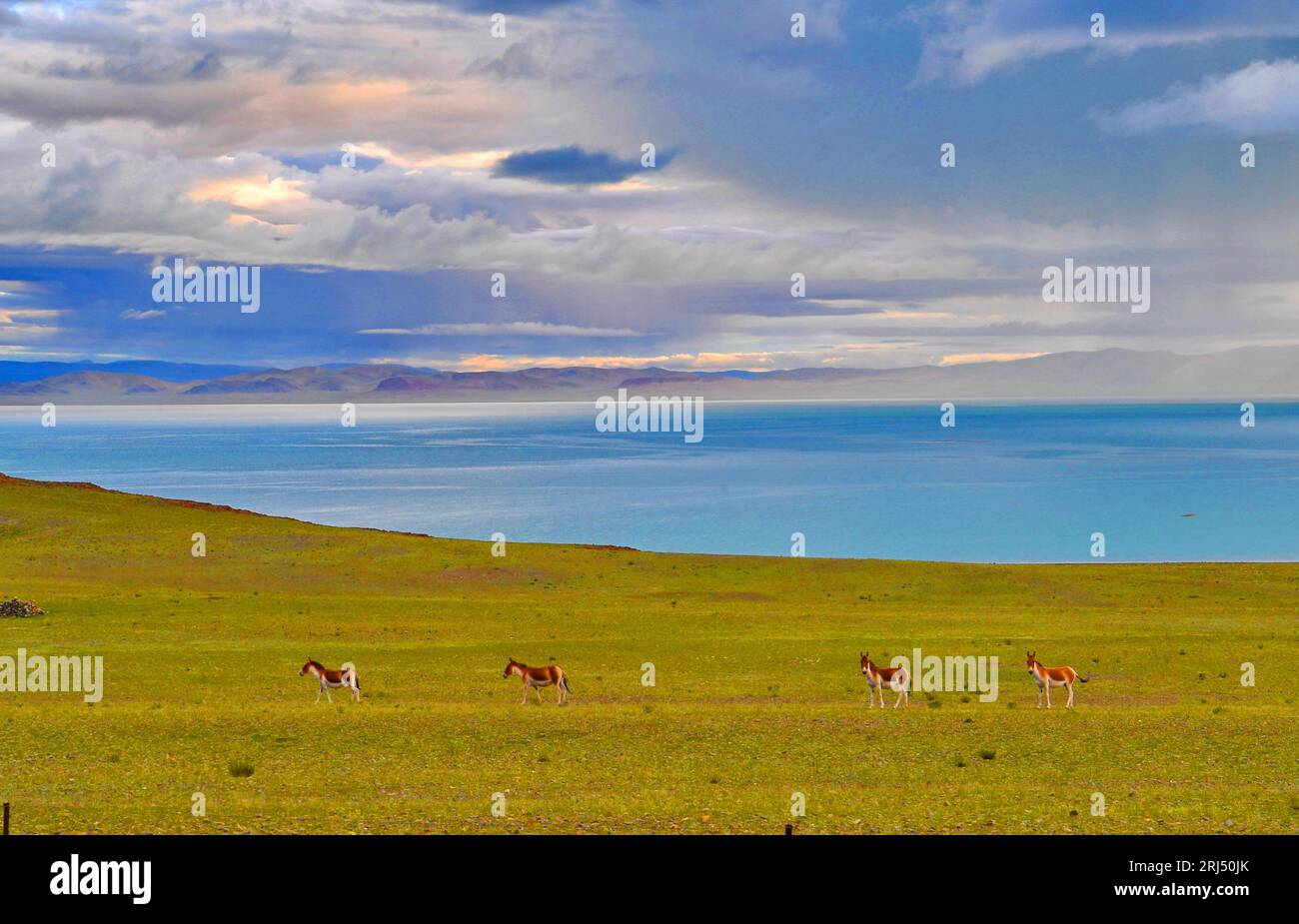 Tibetan wild donkeys hi-res stock photography and images - Alamy