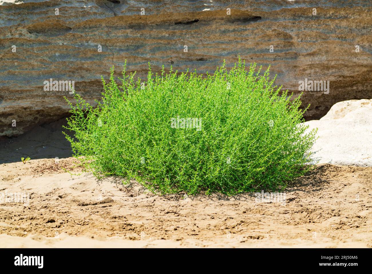 Green camel hi-res stock photography and images - Alamy