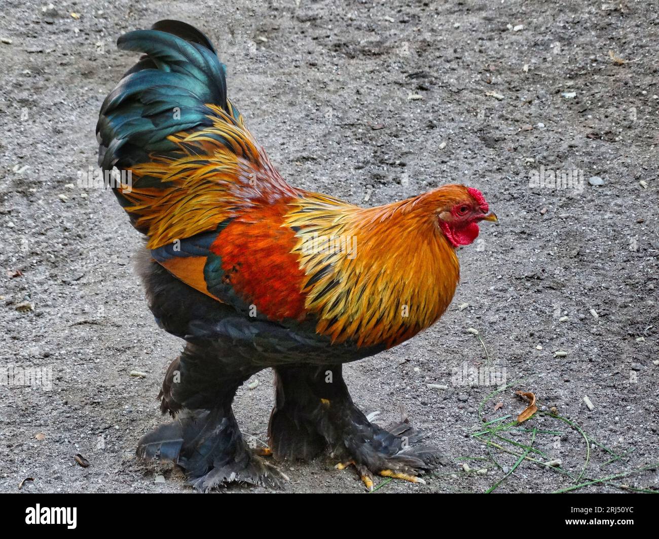 A vibrant rooster perched atop a dirt-covered terrain Stock Photo - Alamy