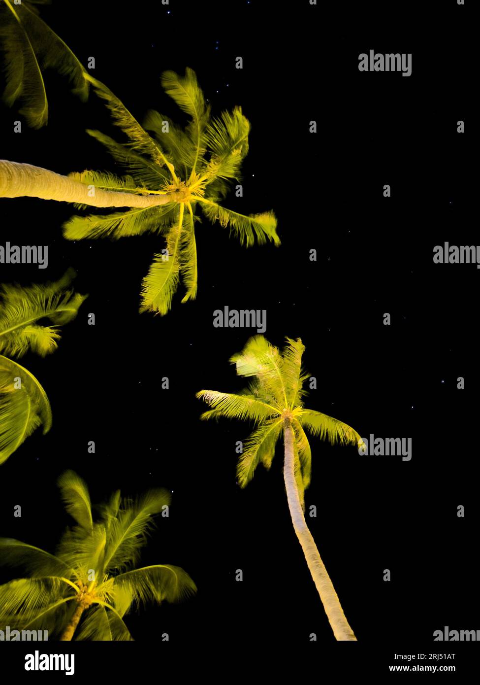 A beautiful nightscape of a tropical beach with tall palm trees lit up ...