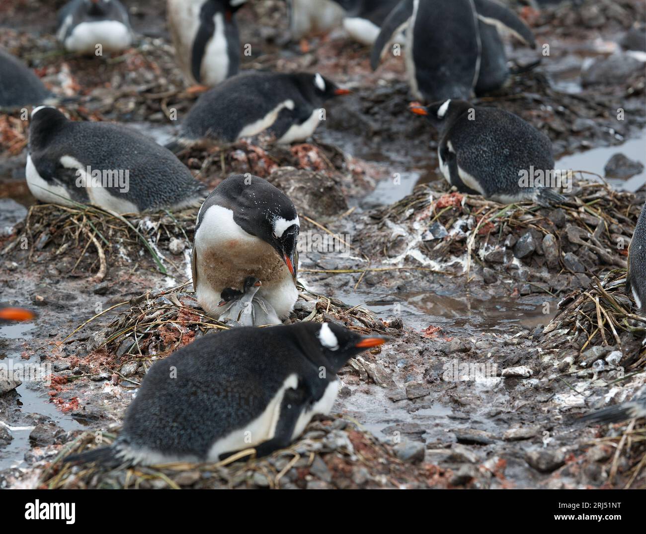 Antartic penguin chick cute hi-res stock photography and images - Alamy