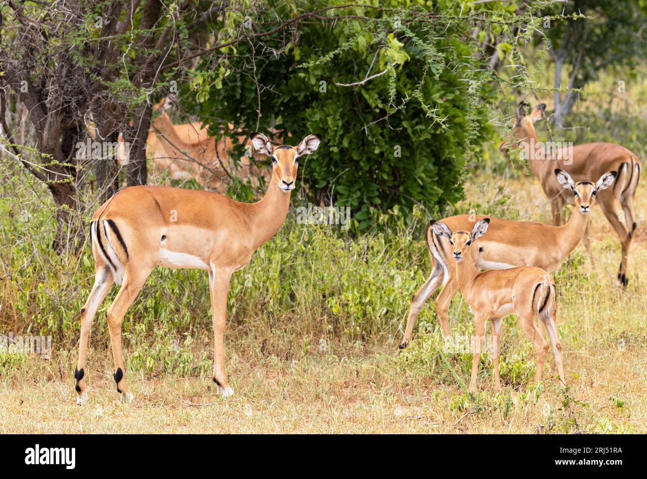Impala females live in harems dominated by a dominant ram. They have synchronised breeding ...