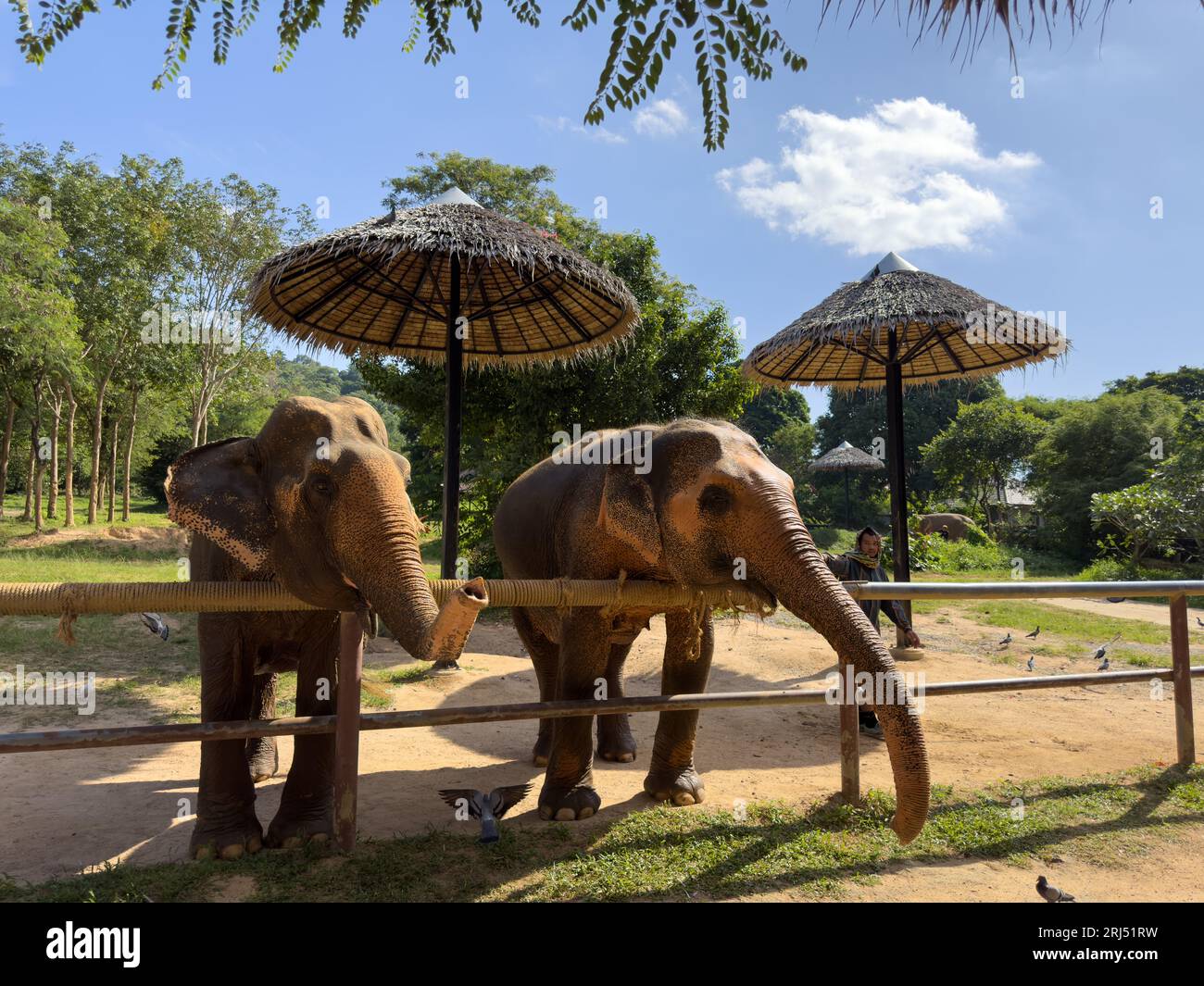 Two elephants standing behind fence hi-res stock photography and images ...
