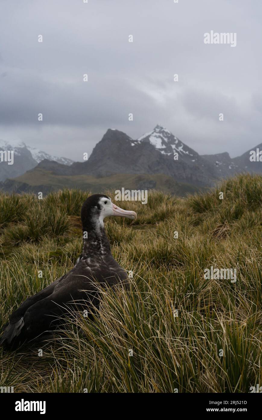 Juvenile wandering albatross hi-res stock photography and images - Alamy