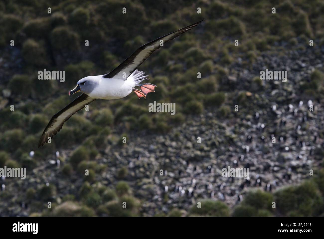 South georgia albatross person hi-res stock photography and images - Alamy