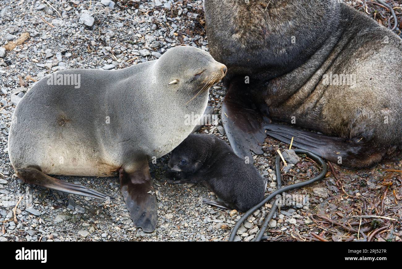 A fur seal pup and it's mother Stock Photo - Alamy