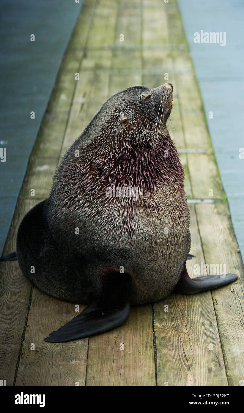 Wild animal with a bloody face hi-res stock photography and images - Alamy