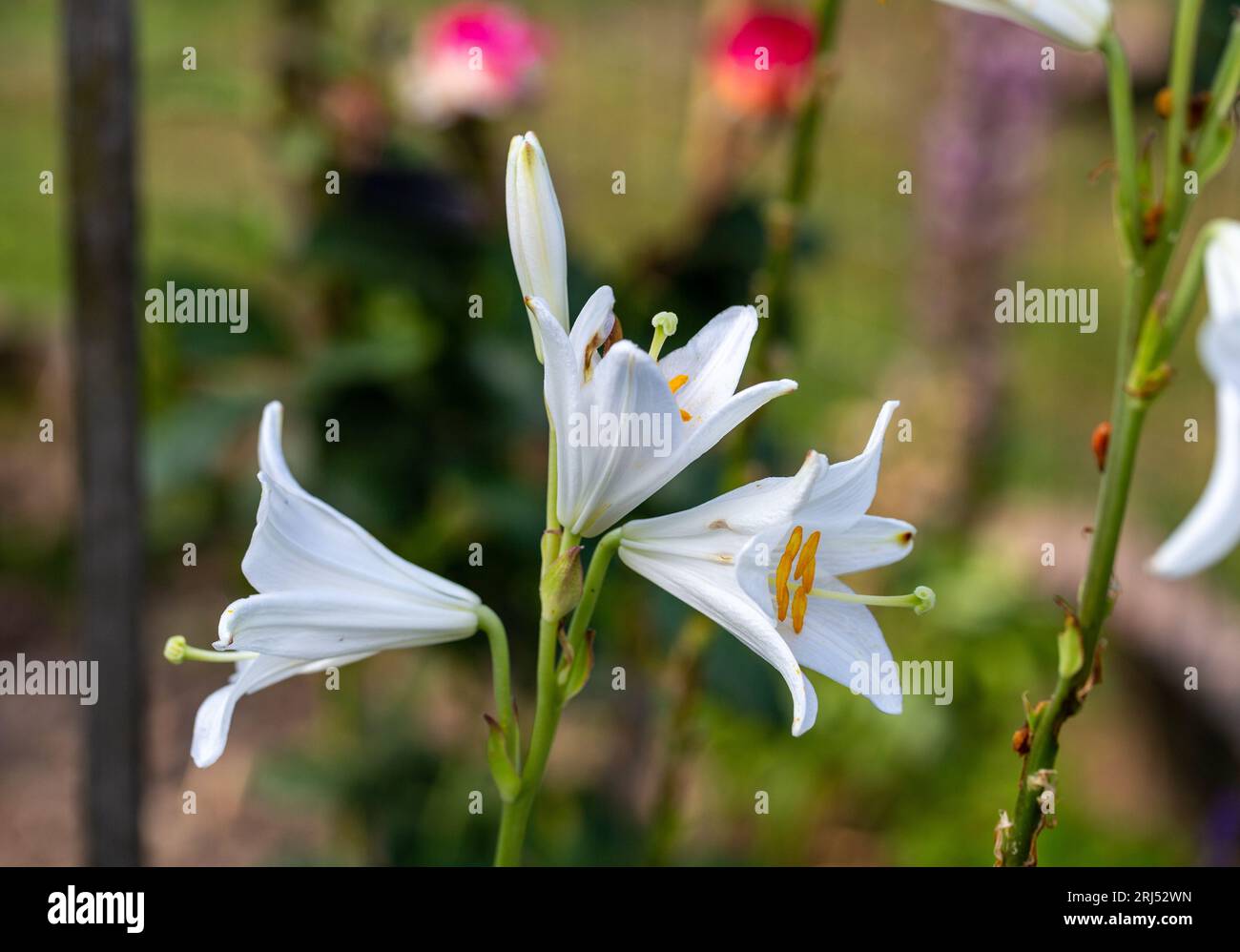 White lily flowers in garden also known as Saint Anthony lily Stock ...