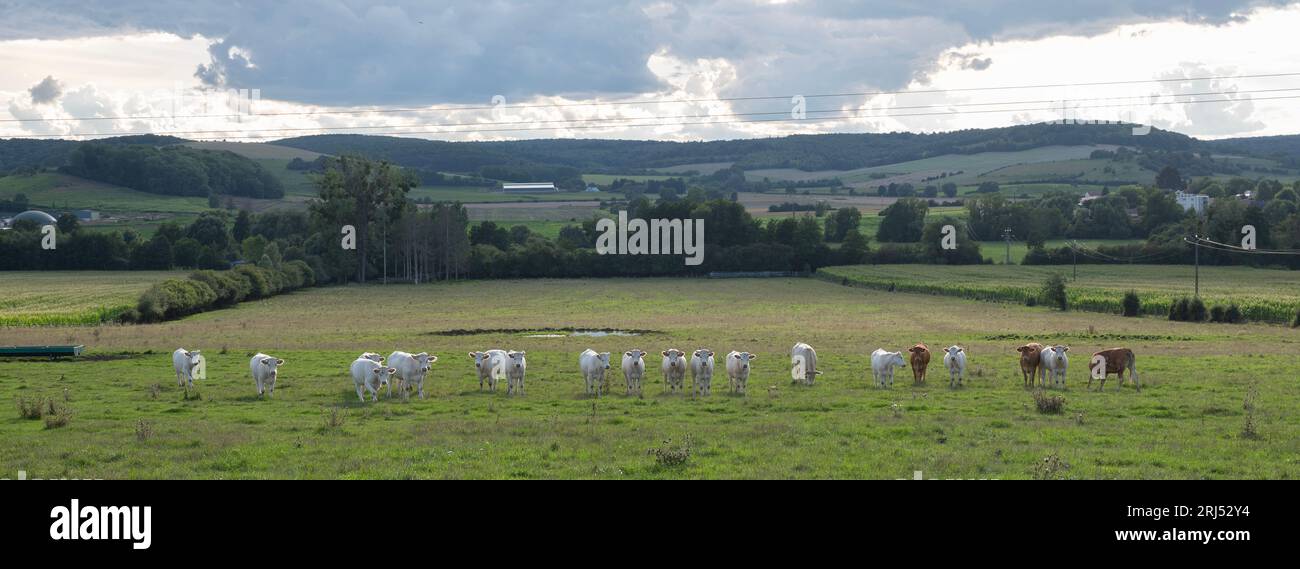 beautiful countryside landscape with cows near verdun in the north of ...
