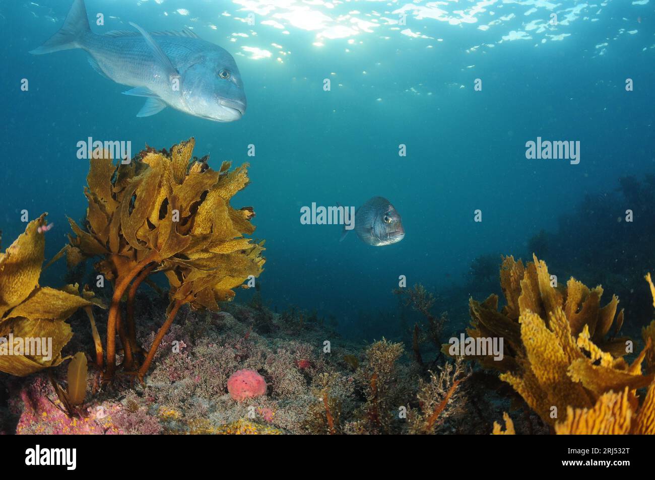 Australasian snappers Pagrus auratus on kelp covered shallow rocky reef ...