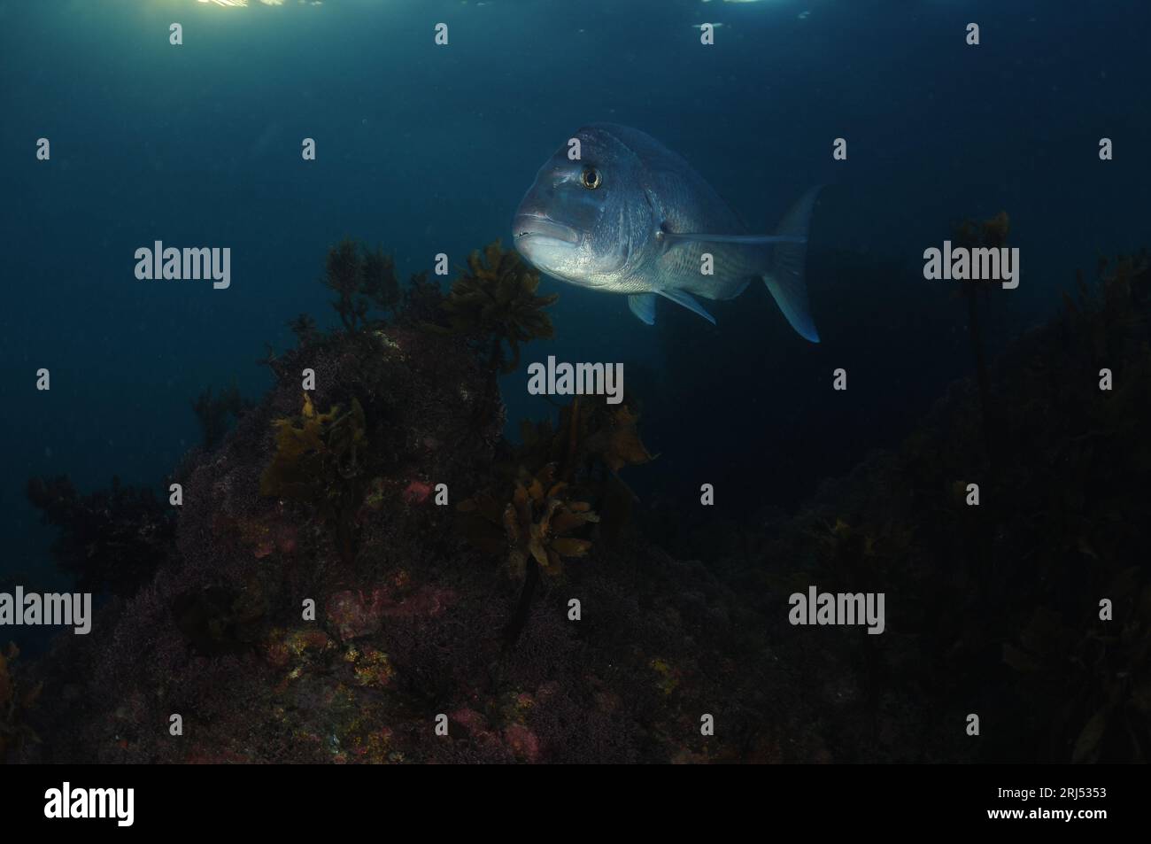 Large Australasian snapper Pagrus auratus on kelp covered reef at night ...