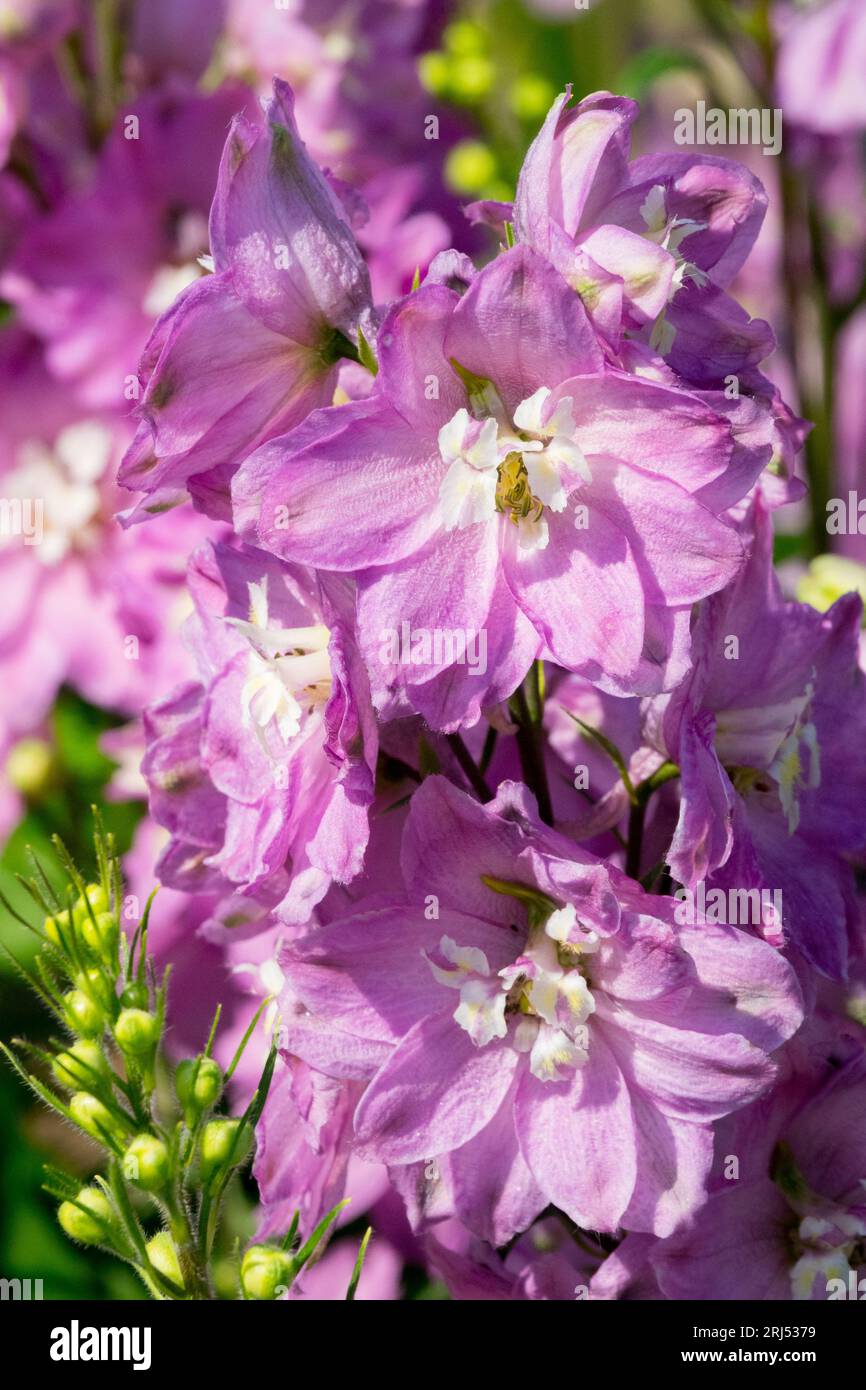 Delphinium astolat hi-res stock photography and images - Alamy