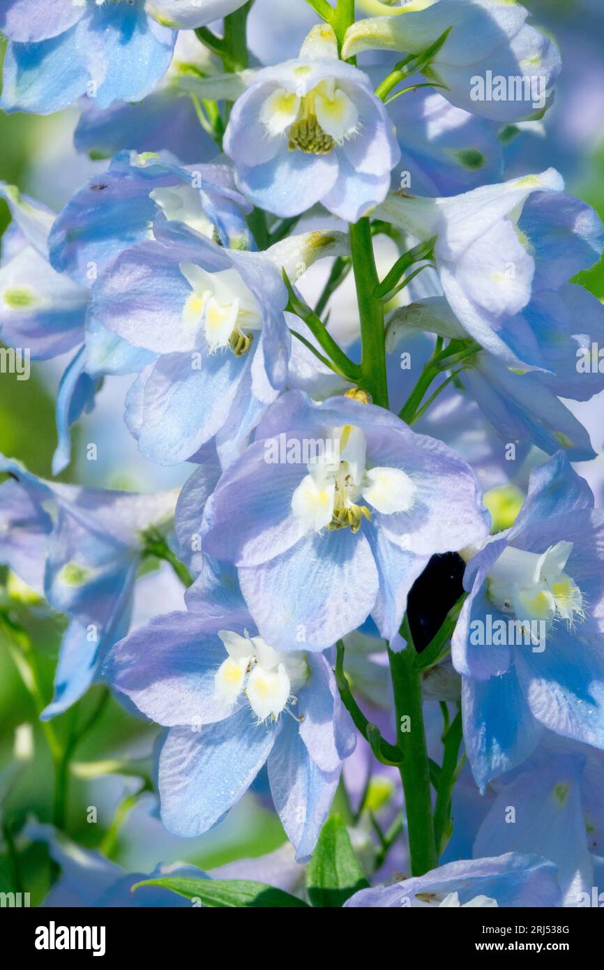 Pale, Blue, Delphinium "Summer Skies", Larkspur, Pacific, hybrids Stock ...