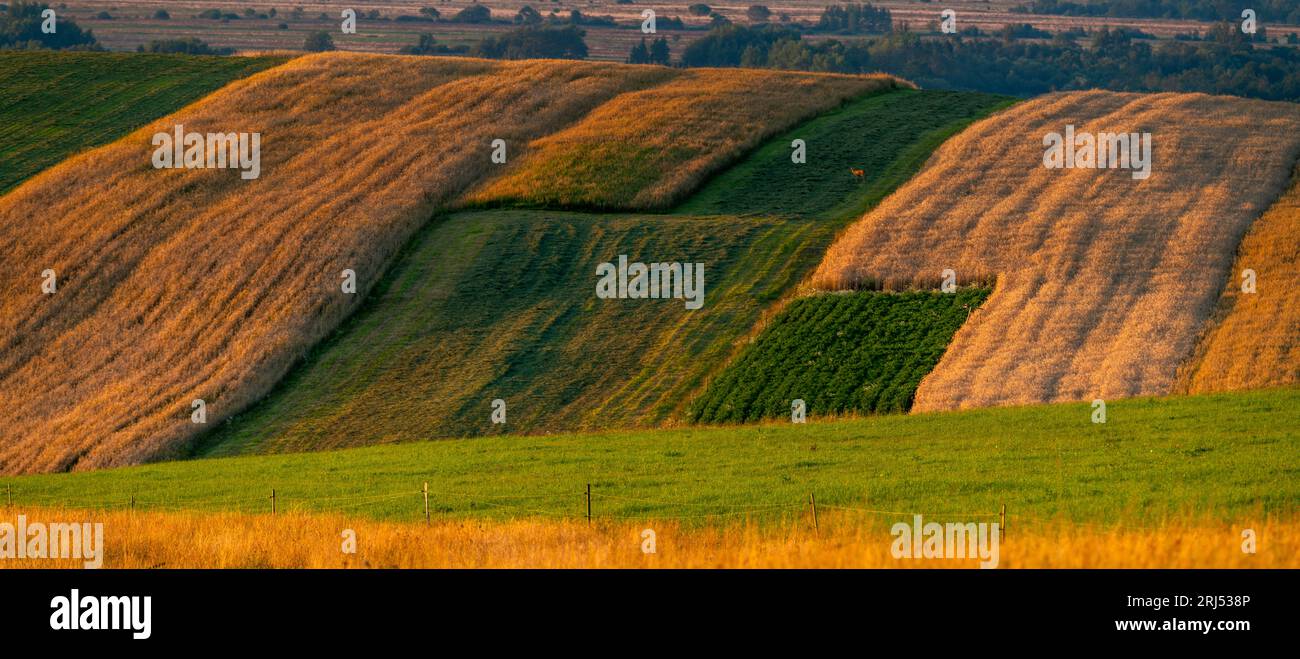 Beautiful organic crops arranged in strips on undulating fields Stock ...