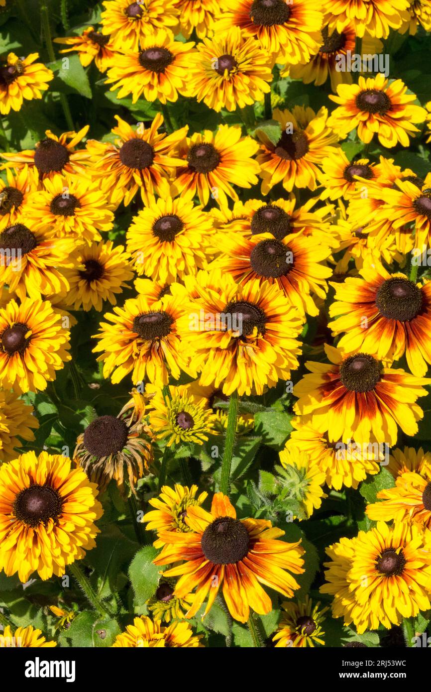 Yellow, Perennial, Rudbeckias, Gloriosa Daisies, Rudbeckia "Compact ...