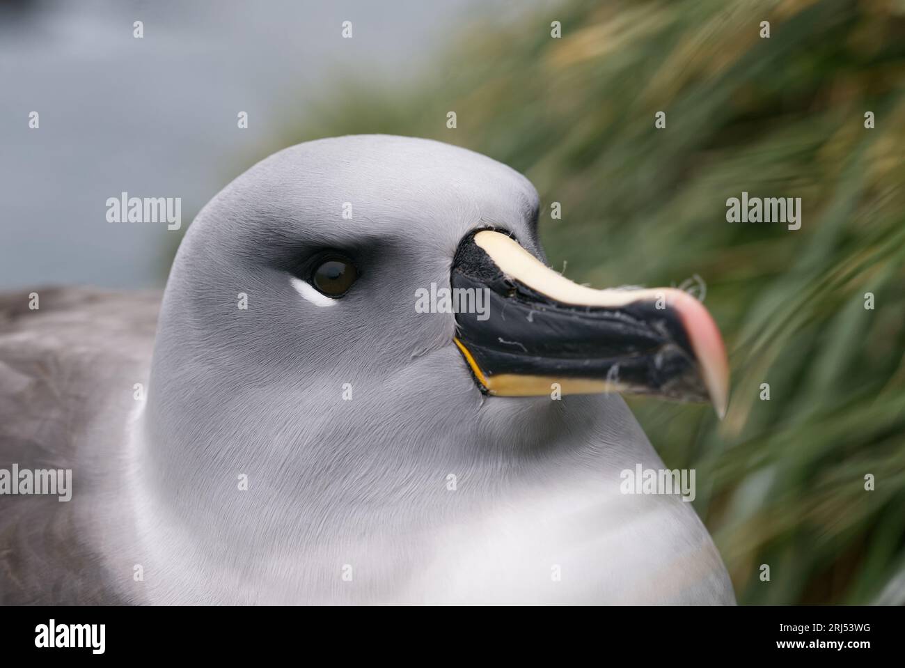 South georgia albatross person hi-res stock photography and images - Alamy