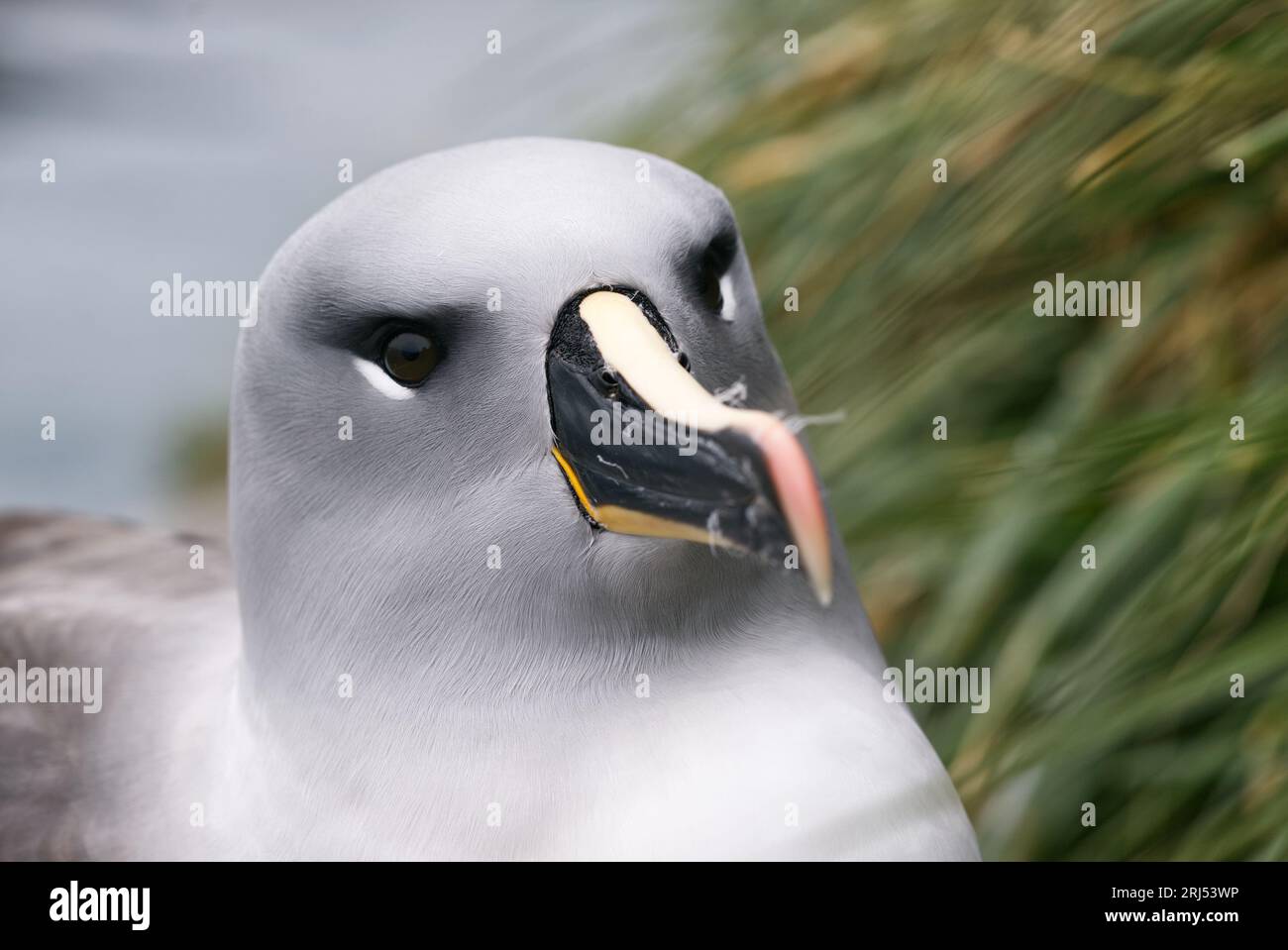 South georgia albatross person hi-res stock photography and images - Alamy