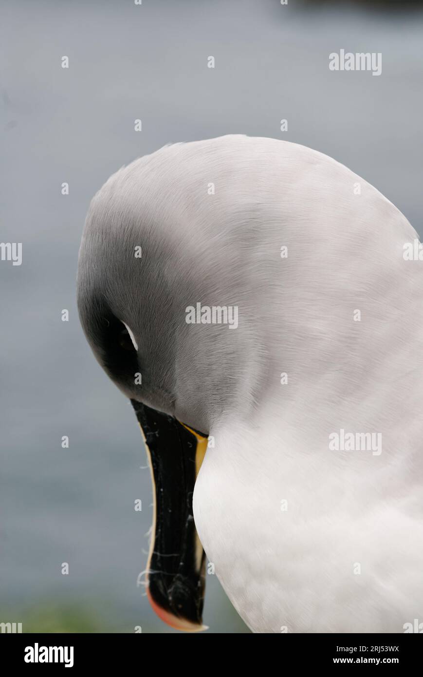 South georgia albatross person hi-res stock photography and images - Alamy