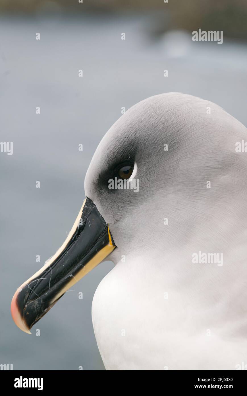 A grey-headed albatross Stock Photo - Alamy