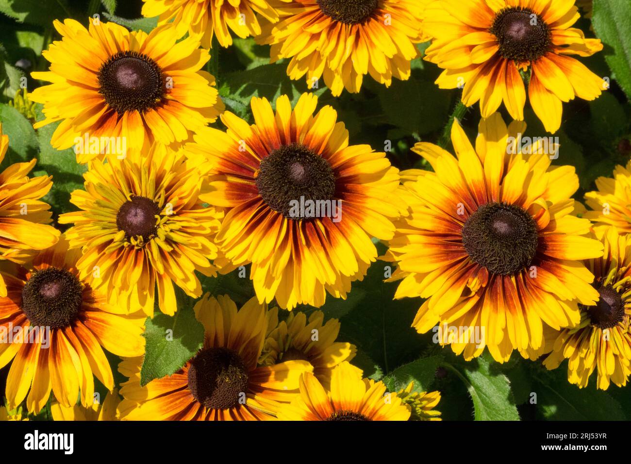Orange, Rudbeckia Compact Double Dark Ring, Flower Stock Photo - Alamy