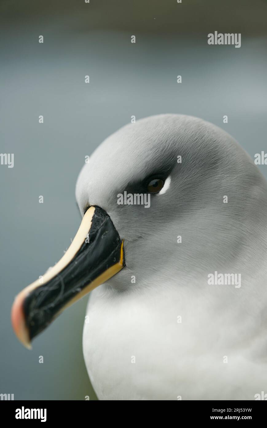 South georgia albatross person hi-res stock photography and images - Alamy