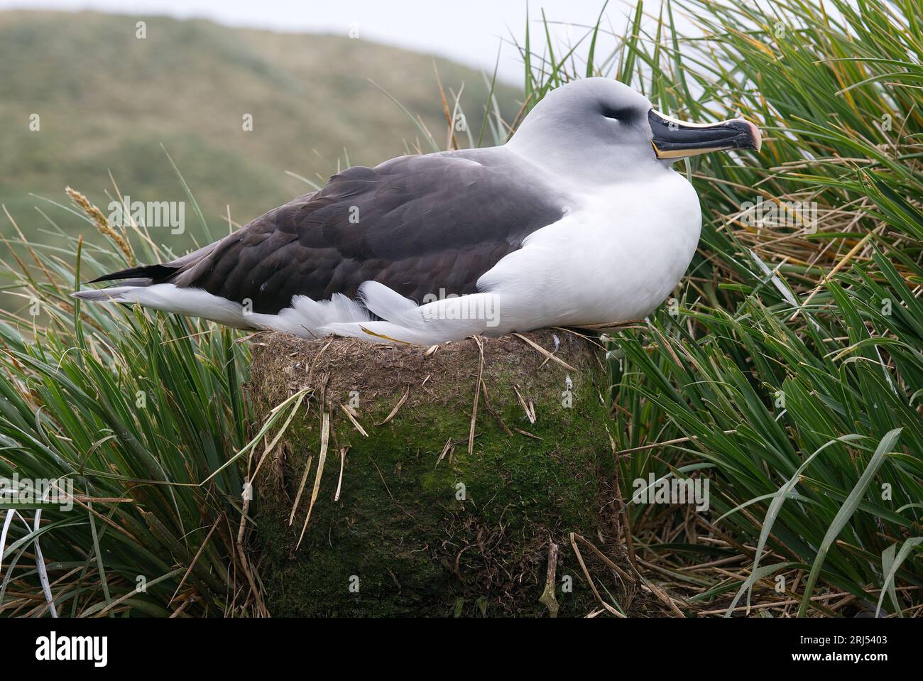 A grey-headed albatross Stock Photo - Alamy