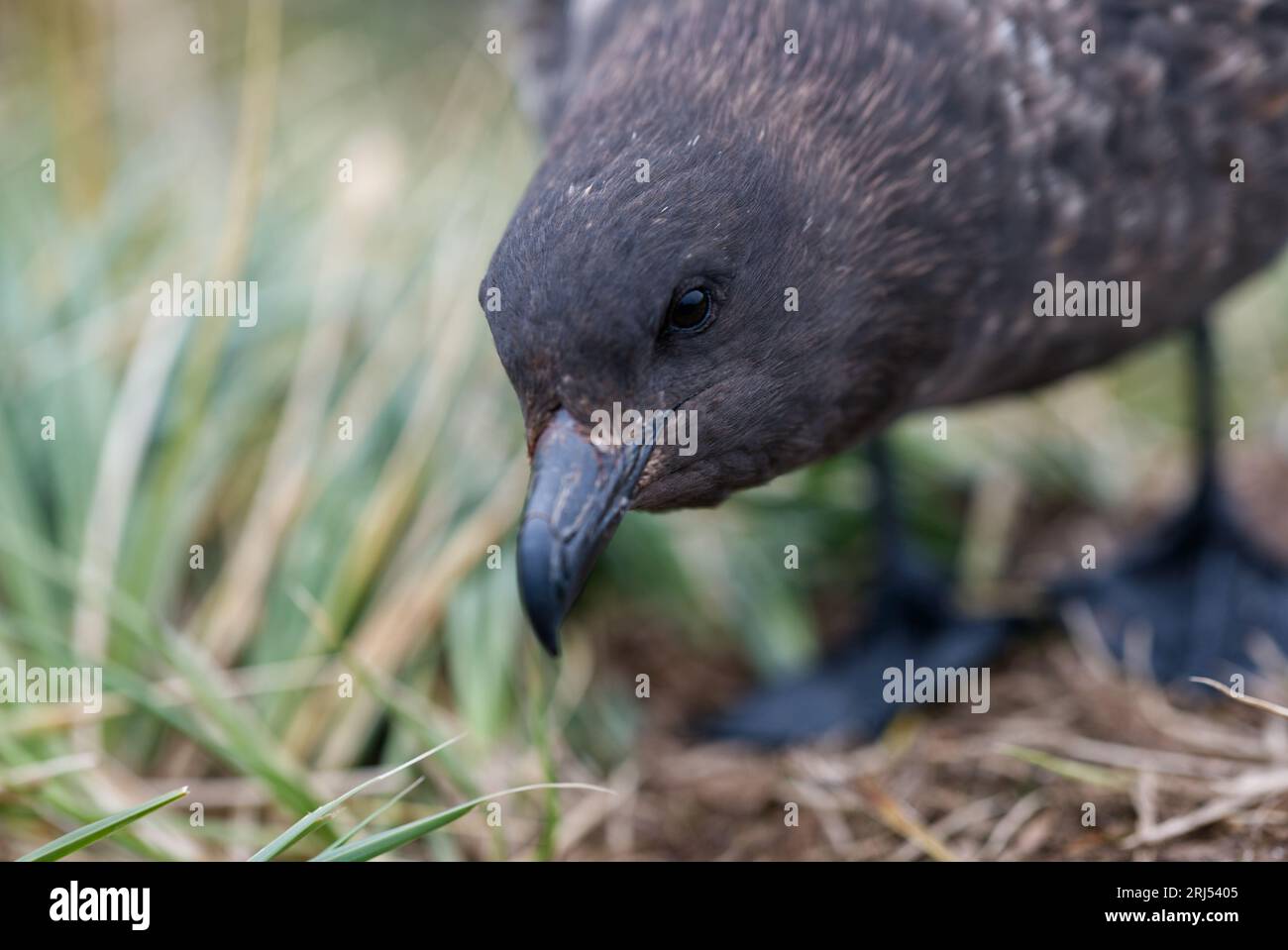 A brown skua Stock Photo - Alamy