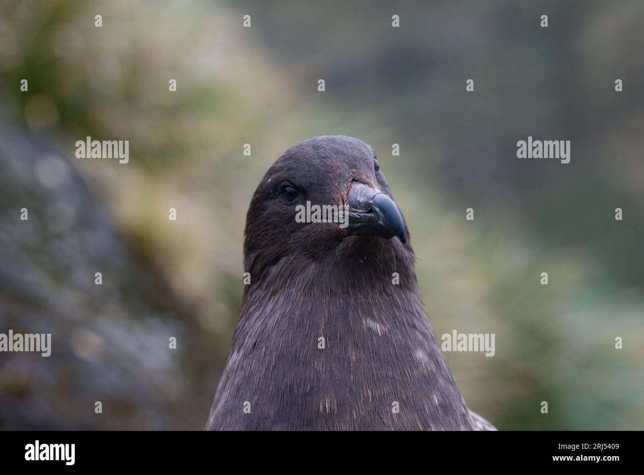 Antartic skua hi-res stock photography and images - Alamy