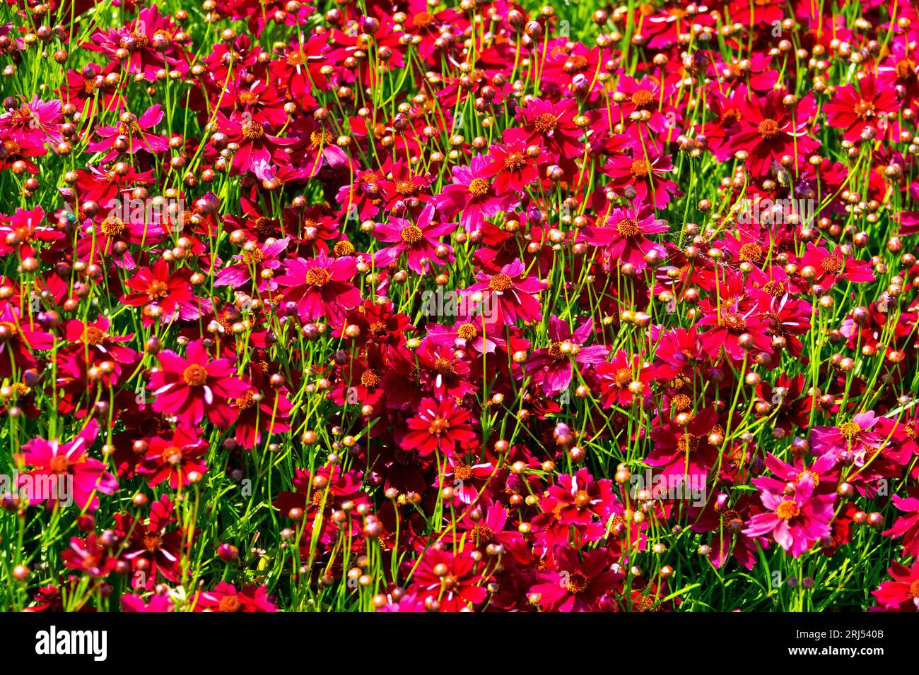 Red, Tickseed, Coreopsis verticillata "Limerock Ruby", Coreopsis ...