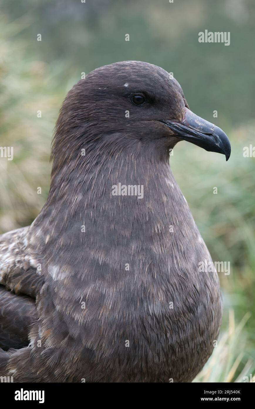 Antartic skua hi-res stock photography and images - Alamy