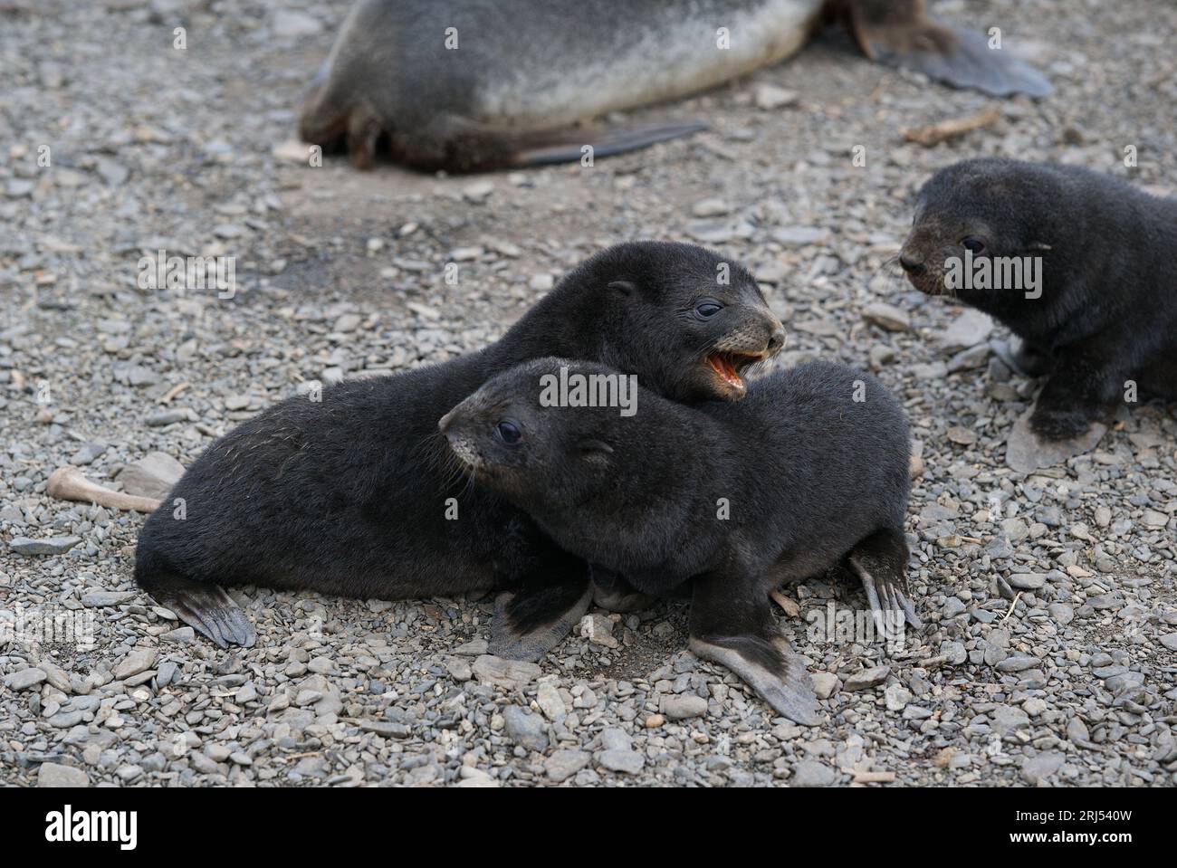 Fur seal pups playing on a beach Stock Photo - Alamy