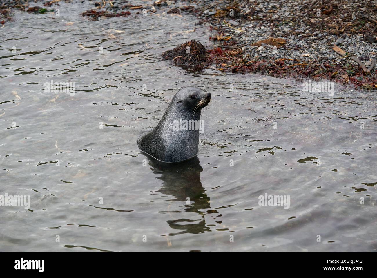 Juvenile antarctic fur seal arctocephalus gazella in south georgia in ...