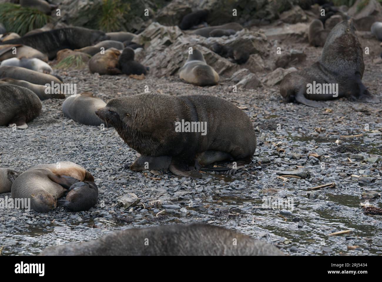Fur seals mating Stock Photo - Alamy
