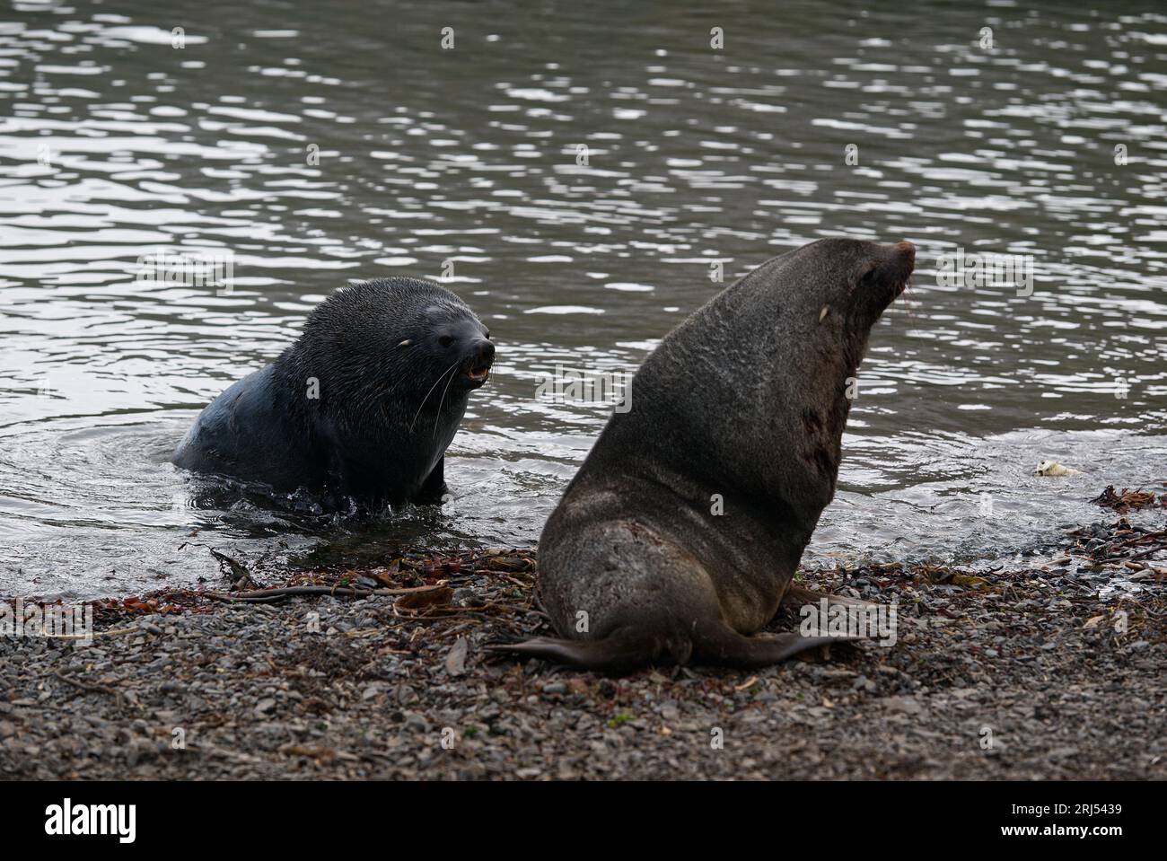 Male fur seals south georgia hi-res stock photography and images - Alamy